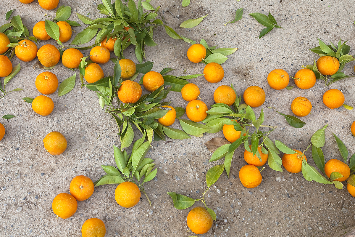 Citrus Tristeza Virus detected in Gozo, infected trees to be destroyed
