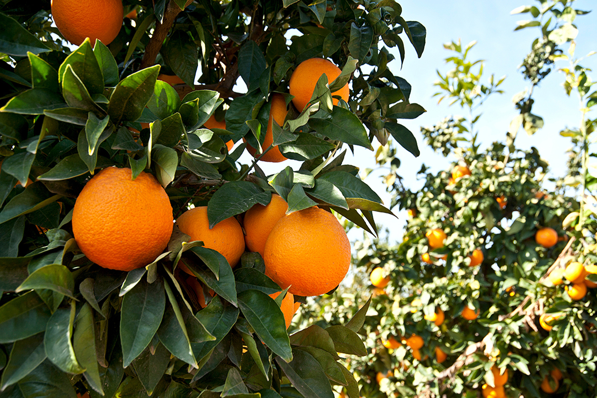 Florida approves US$196 million citrus recovery package