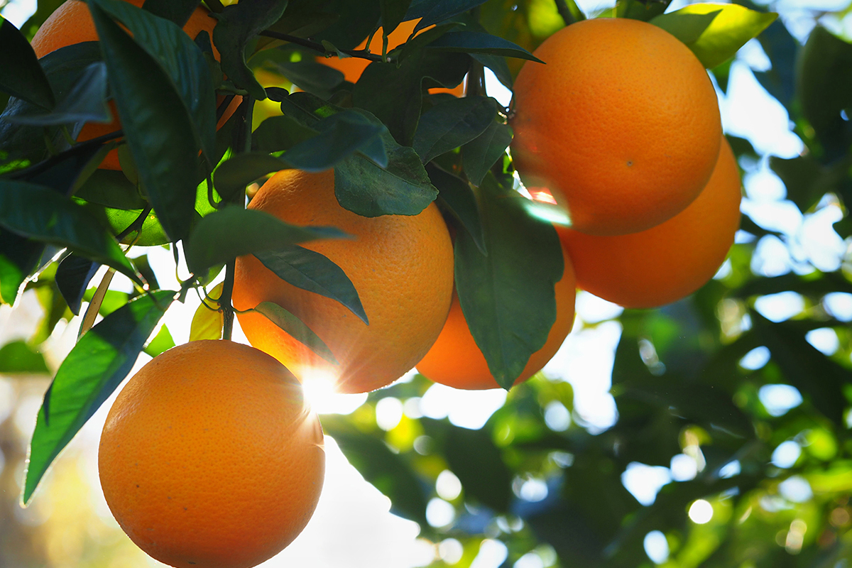 Florida allocates $139M to boost citrus recovery