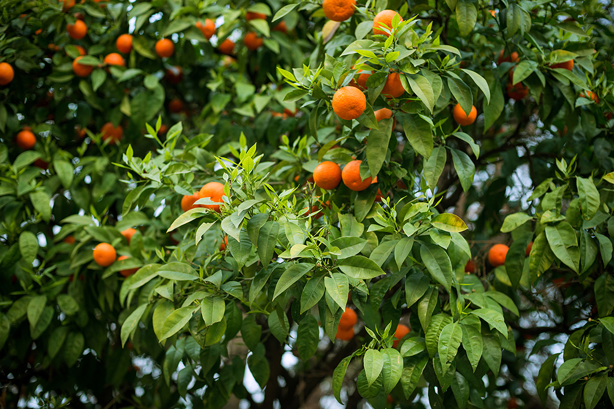 Florida 2024/2025 citrus production hit lowest level since 1920