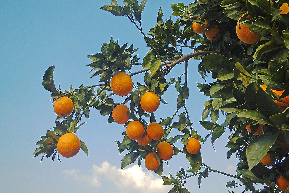 Florida orange forecast rises slightly but remains 35% below last season