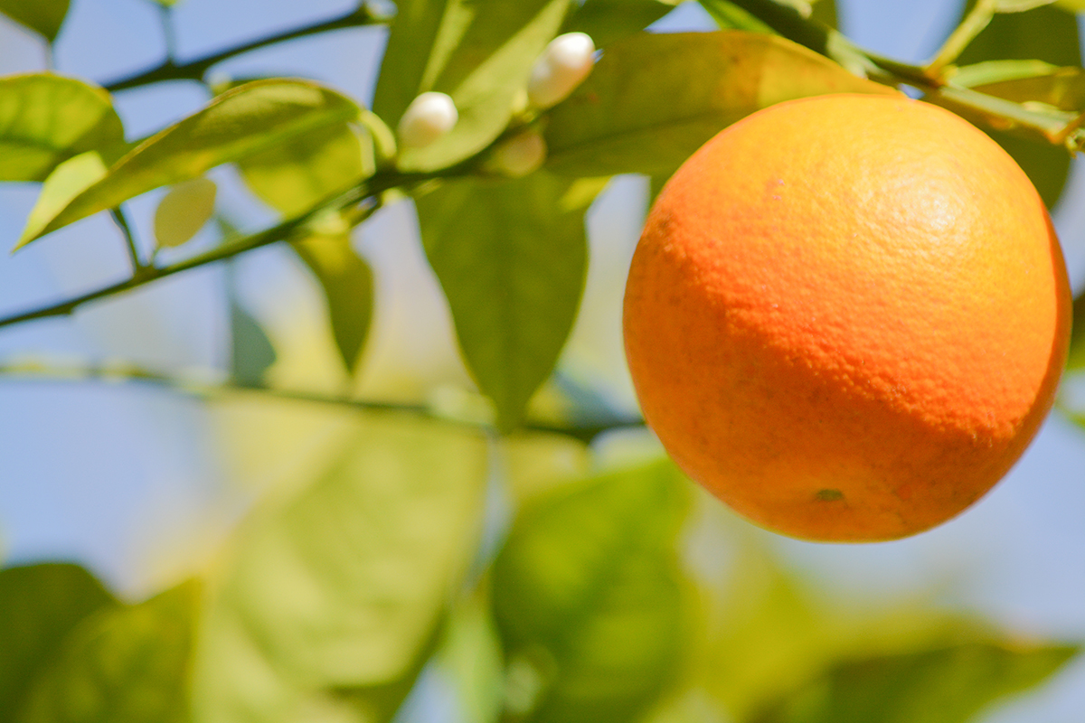 Florida freeze damage raises melanose risk in citrus