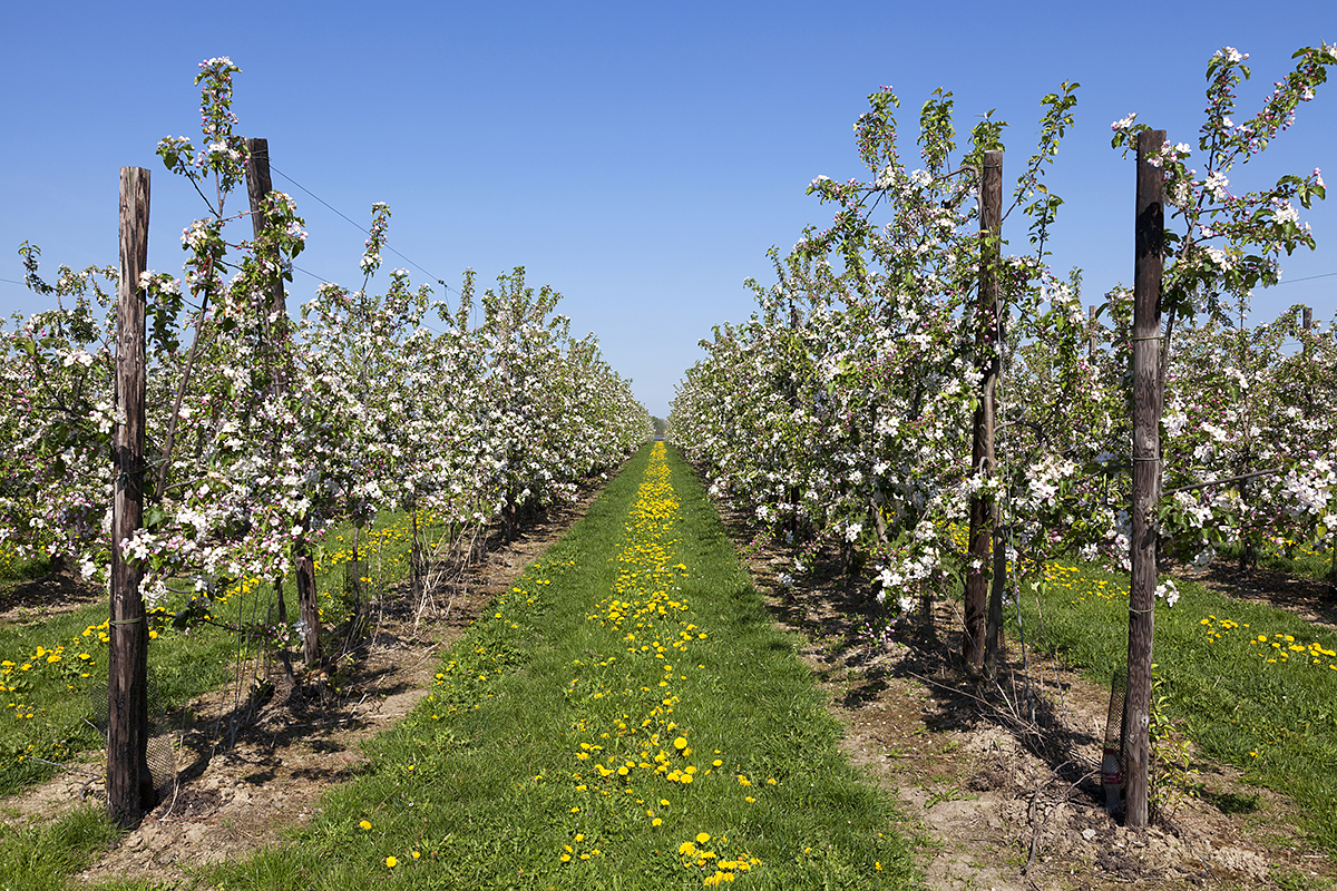 Modern orchards in Azerbaijan expand with efficient technologies and ...