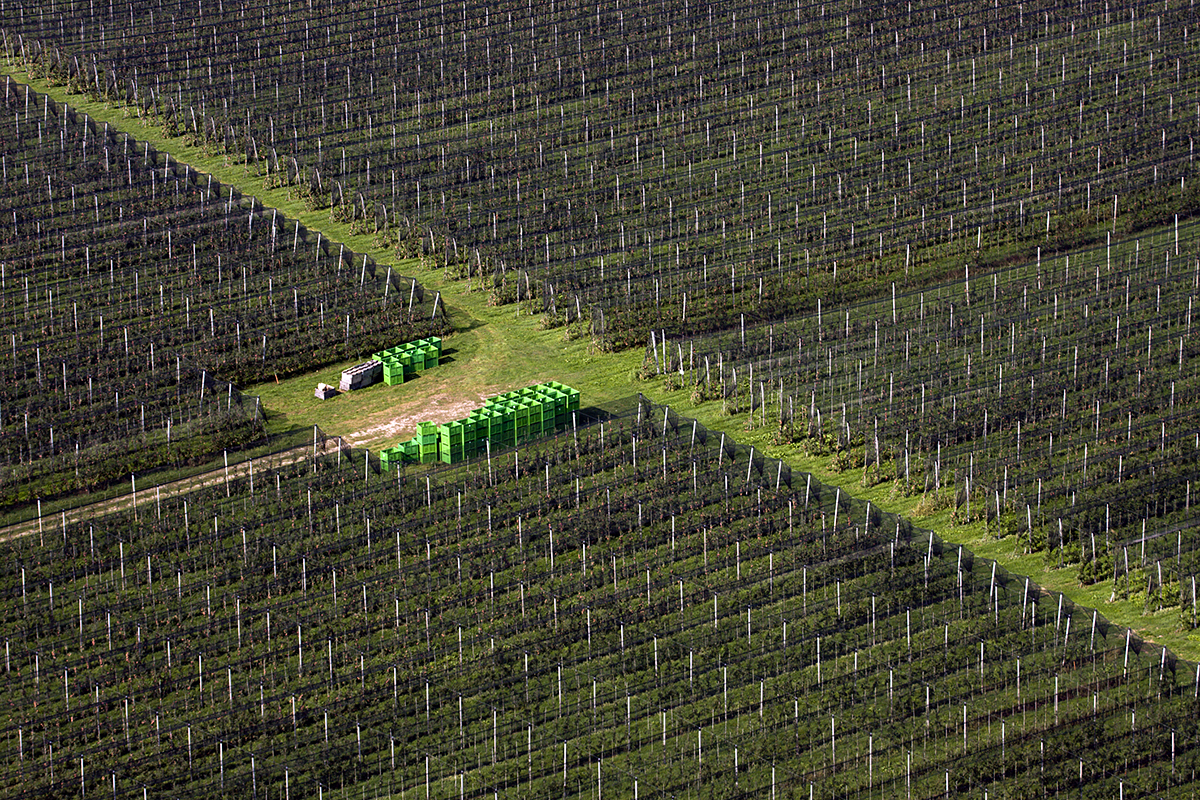 North Carolina develops robots for vegetable field labor