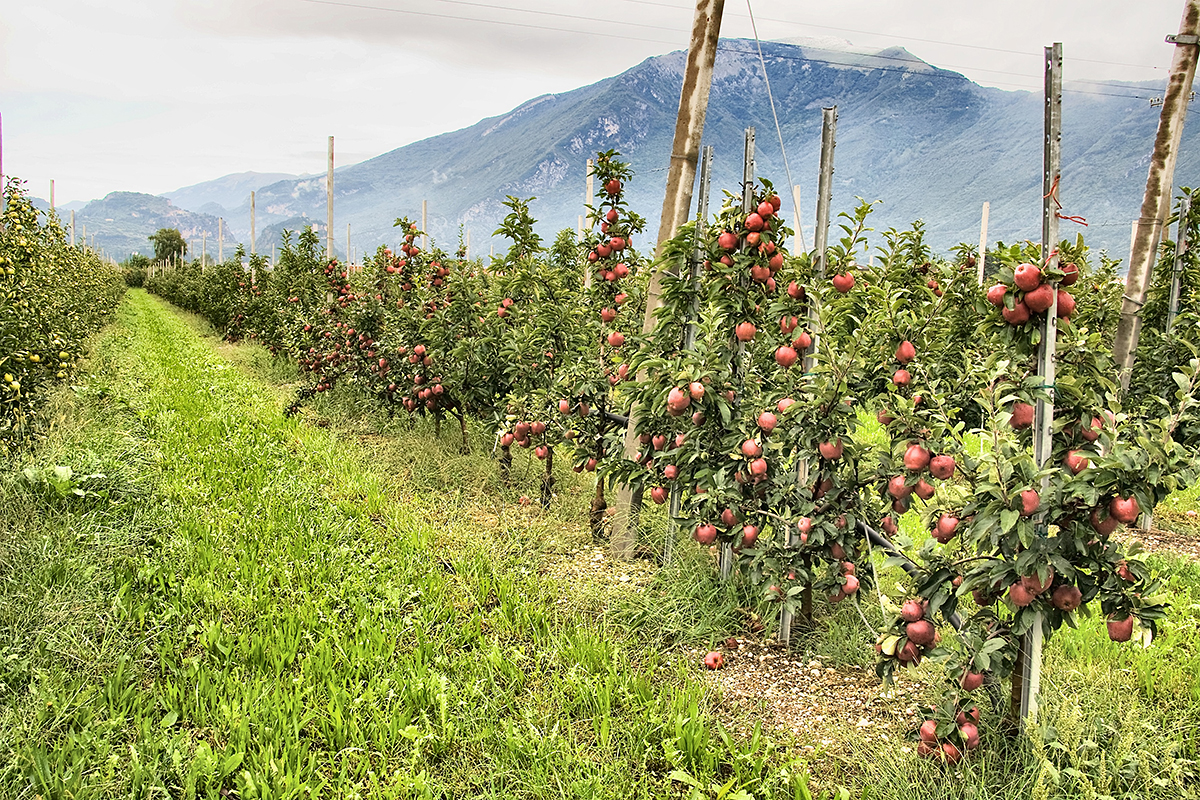 Intensive orchard development in Tajikistan