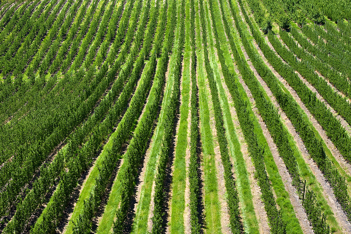 AHDB releases £1.9m for UK horticulture industry projects