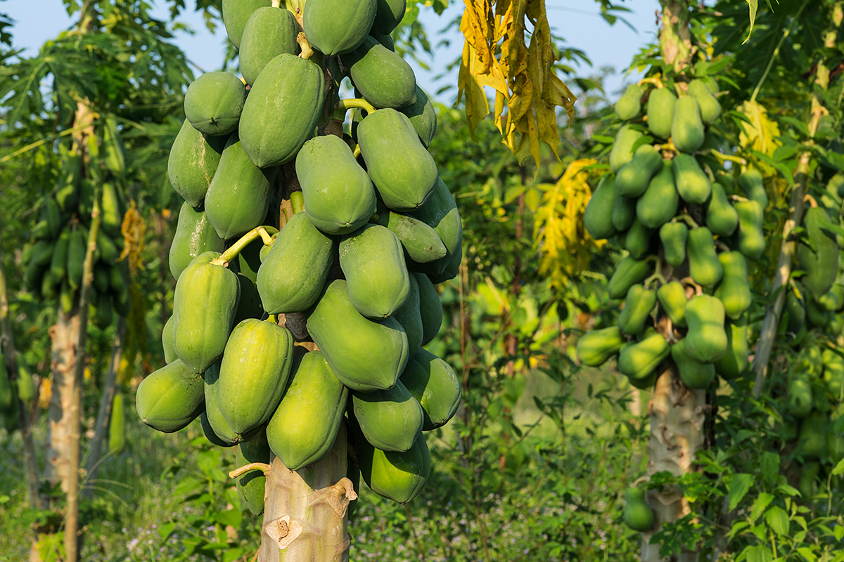 Weather slows papaya output in southeast Brazil