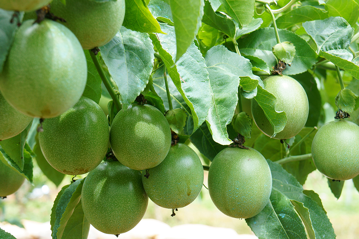 Albanian farmers adapt to climate with exotic fruit exports