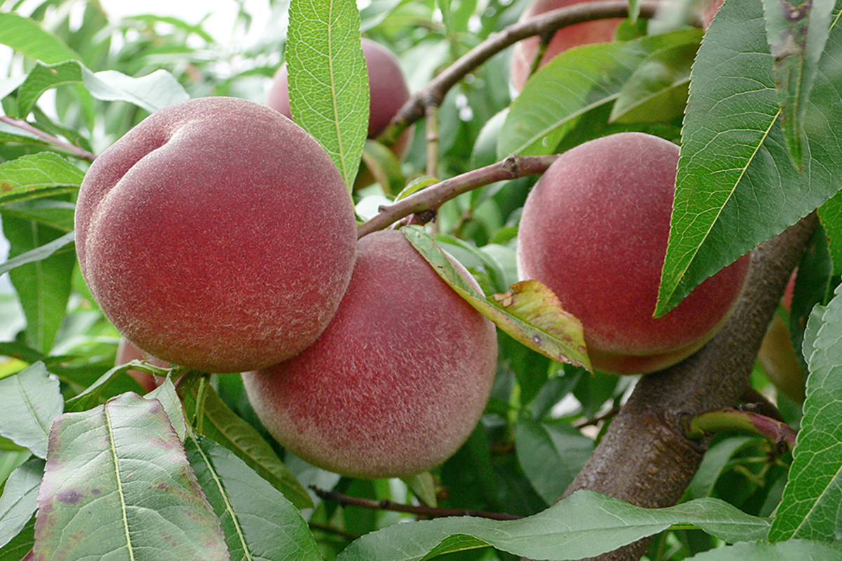 Miwe boosts fruit exports from Turkmenistan