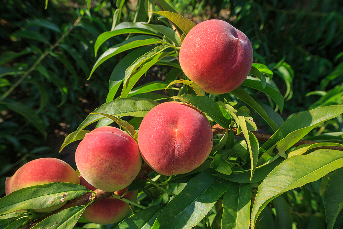 EU peach and nectarine production hits 3.6 million tons