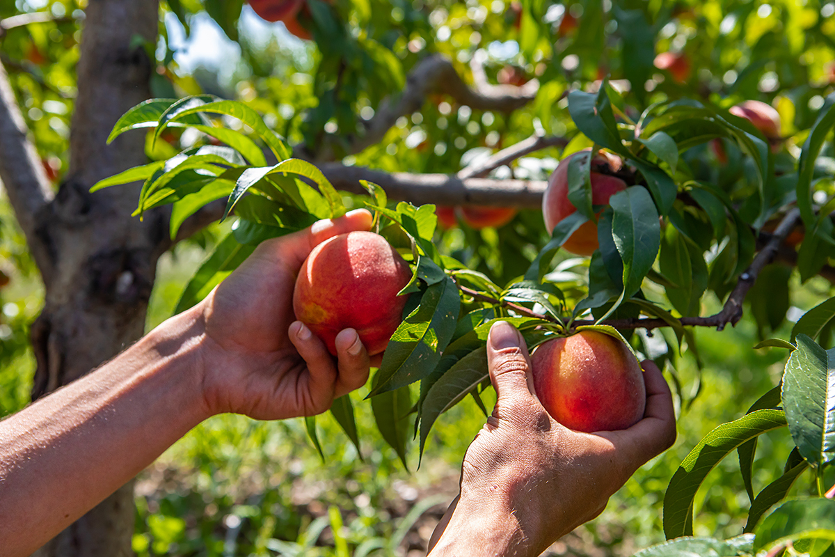 Florida peach research focuses on high-density planting