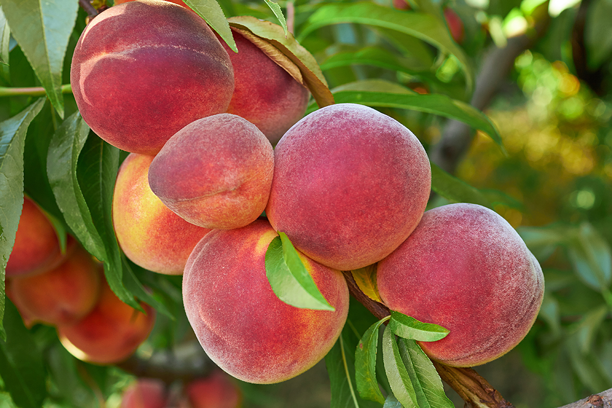 Vietnam grants market access for California peaches and nectarines