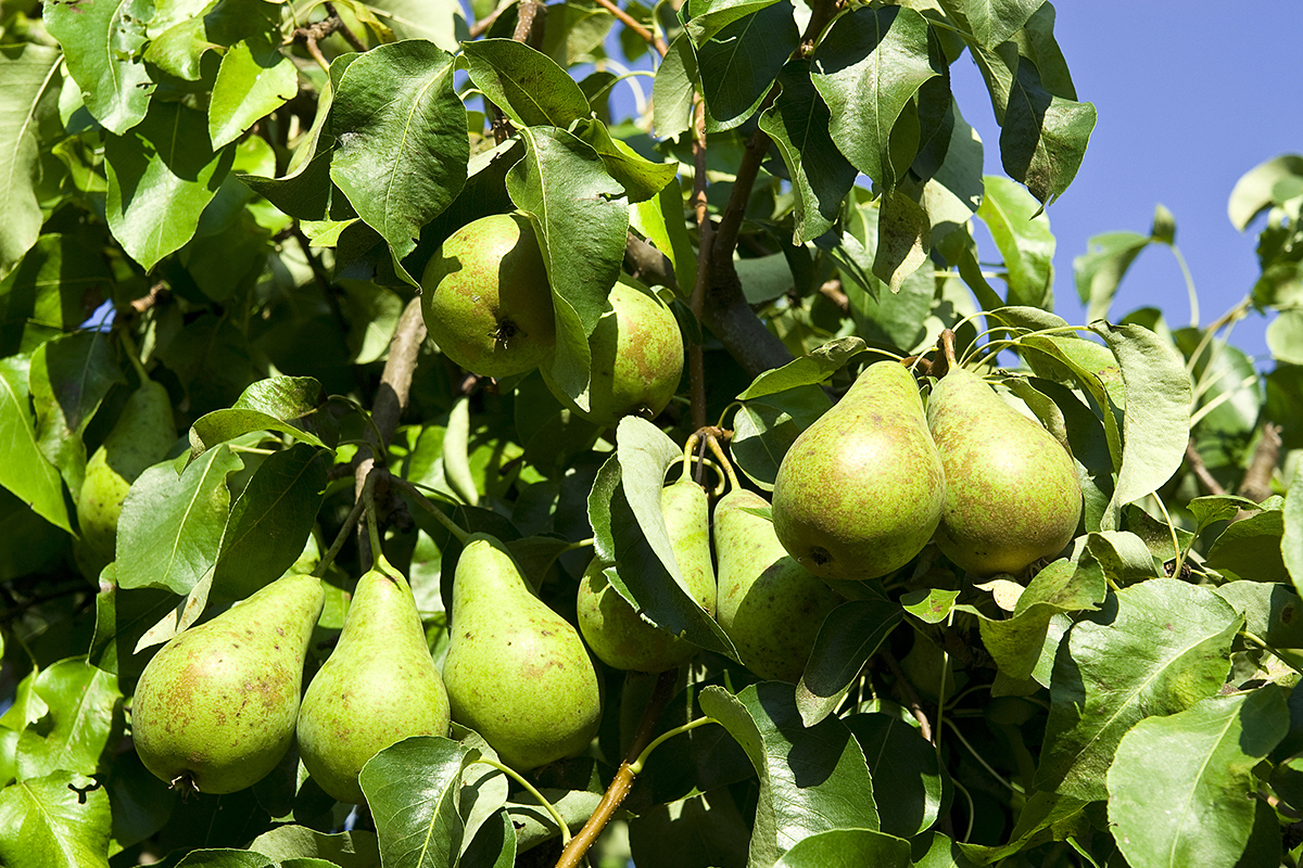 South Korea begins 2025 pear exports to Vietnam