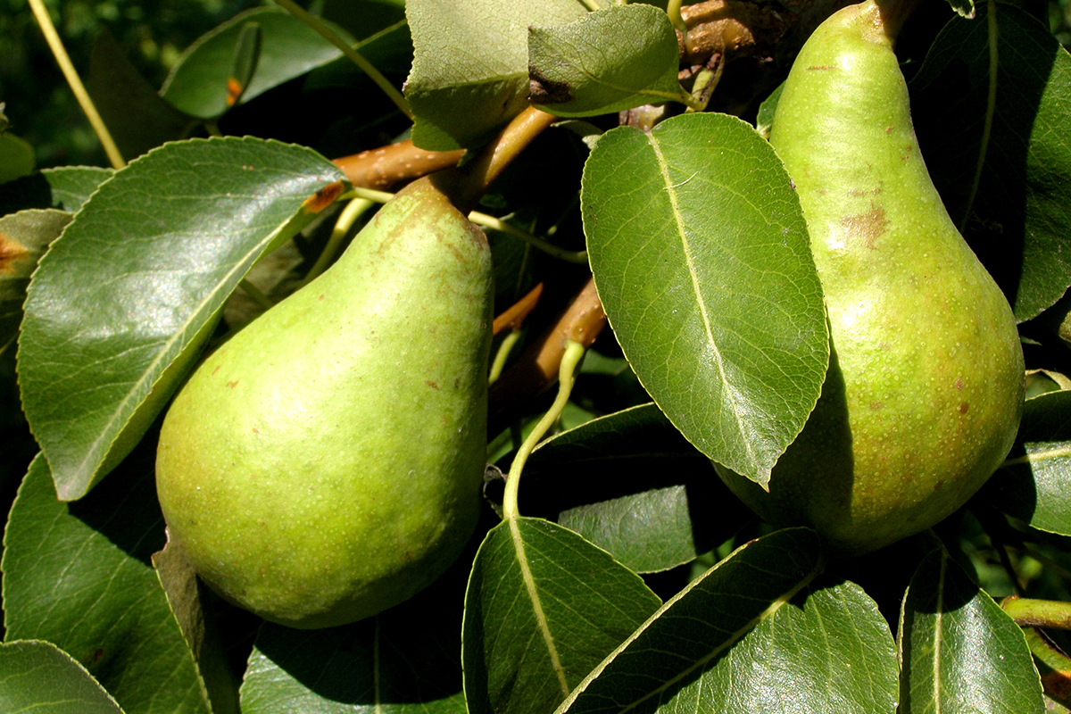South Korean pear exports rebound after weather-hit harvest