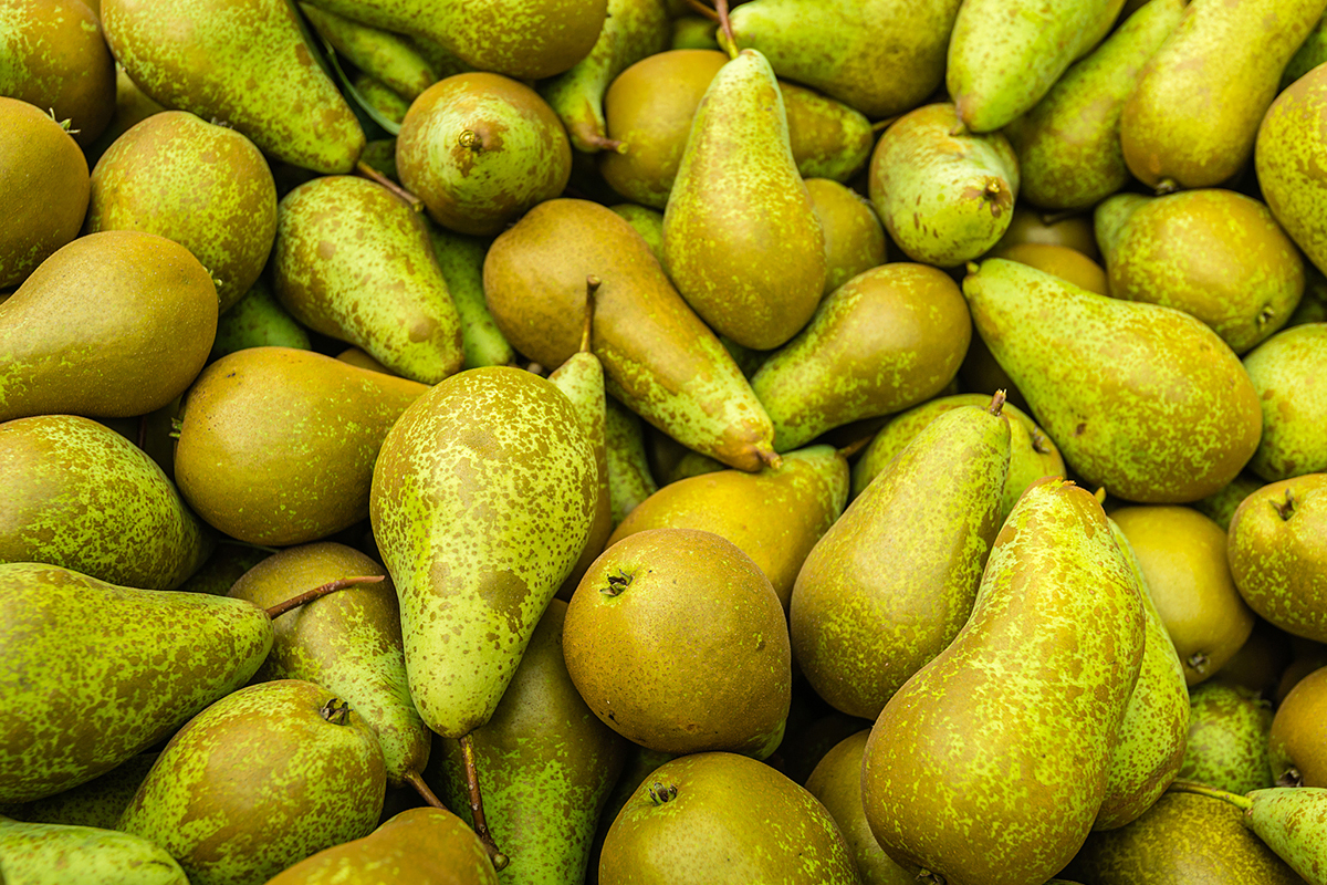 Belgian scientists explore pear cultivation for 2040's climate