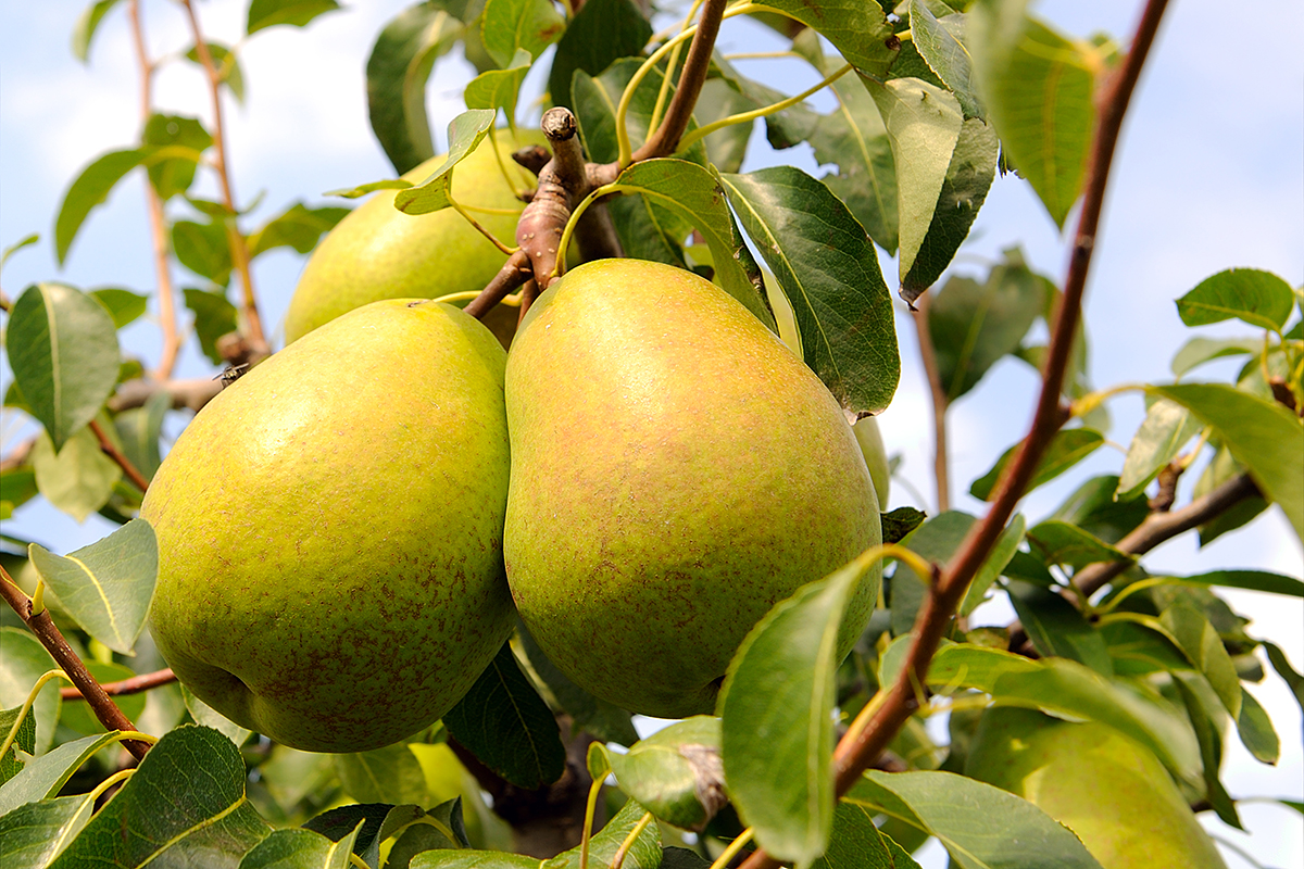 Deep freeze cuts U.S. pear harvest by 31%