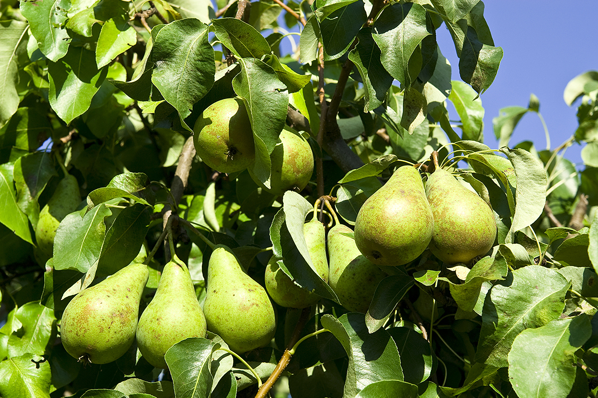 Washington State University leads research on climate impact on apples ...