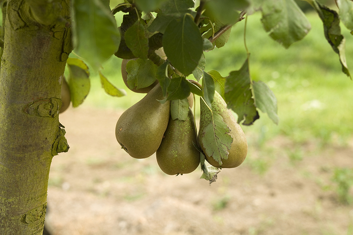 Chile has gained 169,200 hectares of fruit-growing land over the last ...