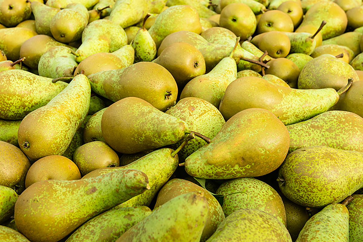 South African pears overshadow international competition in Indian market