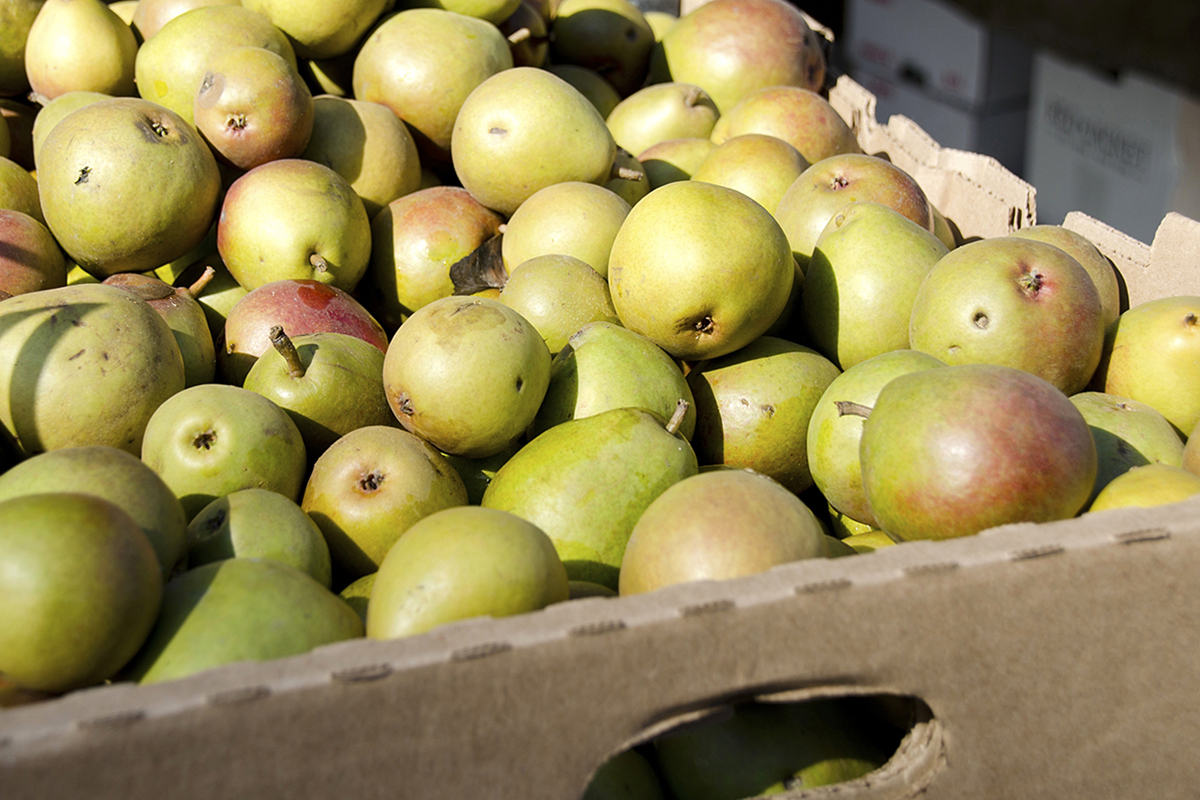 Pears from Belarus to Russia caught in unsanitary conditions
