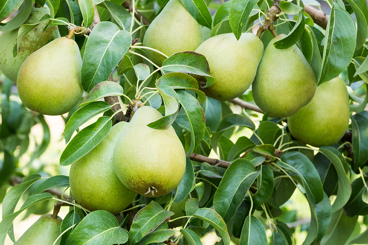 South Korean pear prices plunge after storage strategy fails