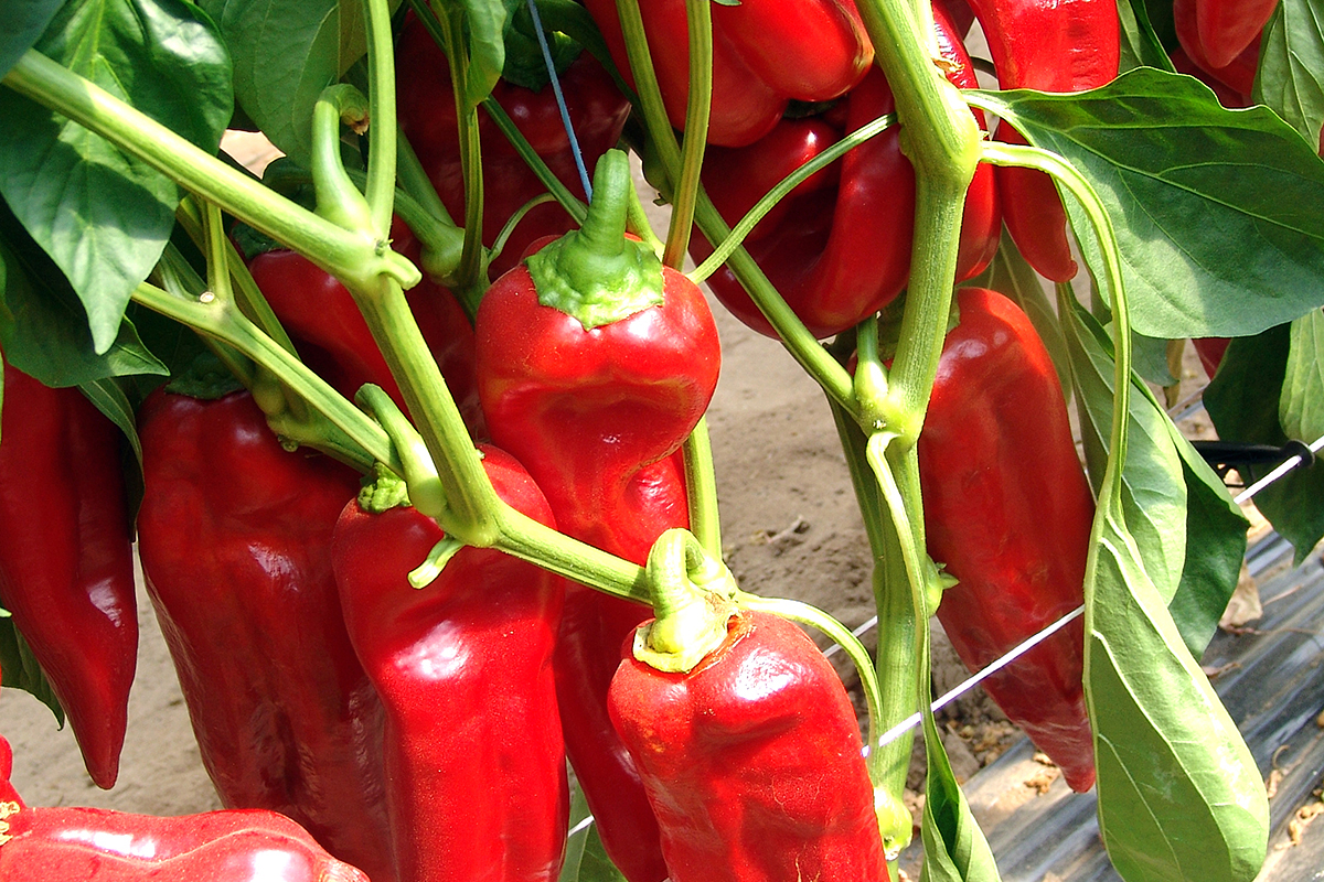 Warangal Chapata chilli receives GI tag for unique traits