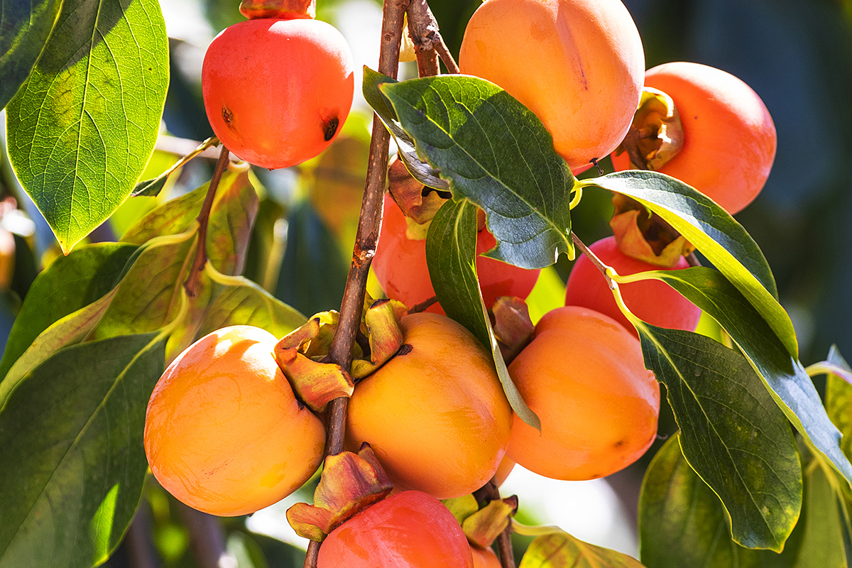 Turvolândia persimmon harvest down 20% due to climate