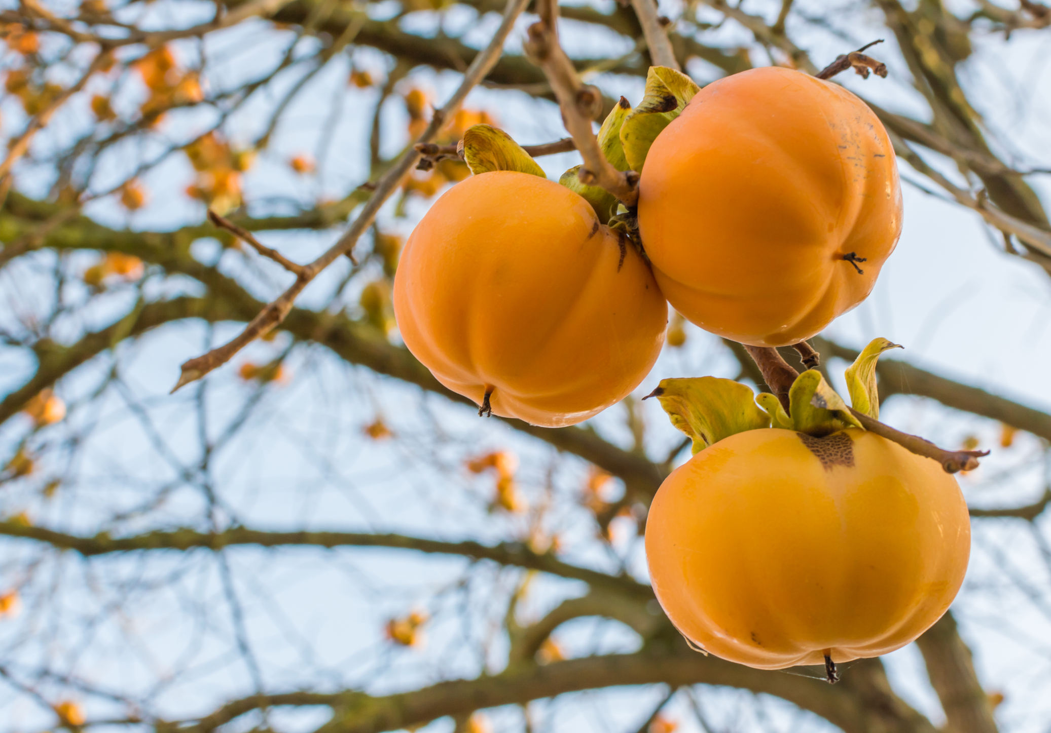 New Zealand persimmon yield up 20%