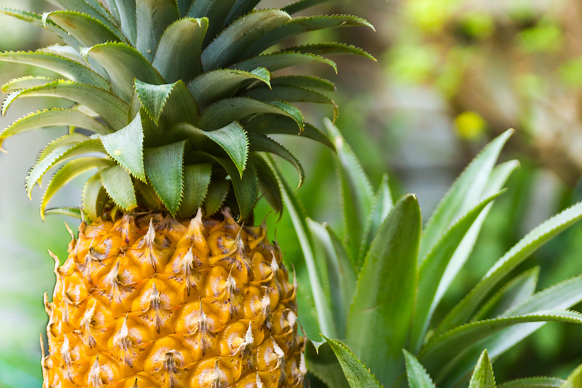 MKU students develop carbon-negative fertilizer from pineapple waste