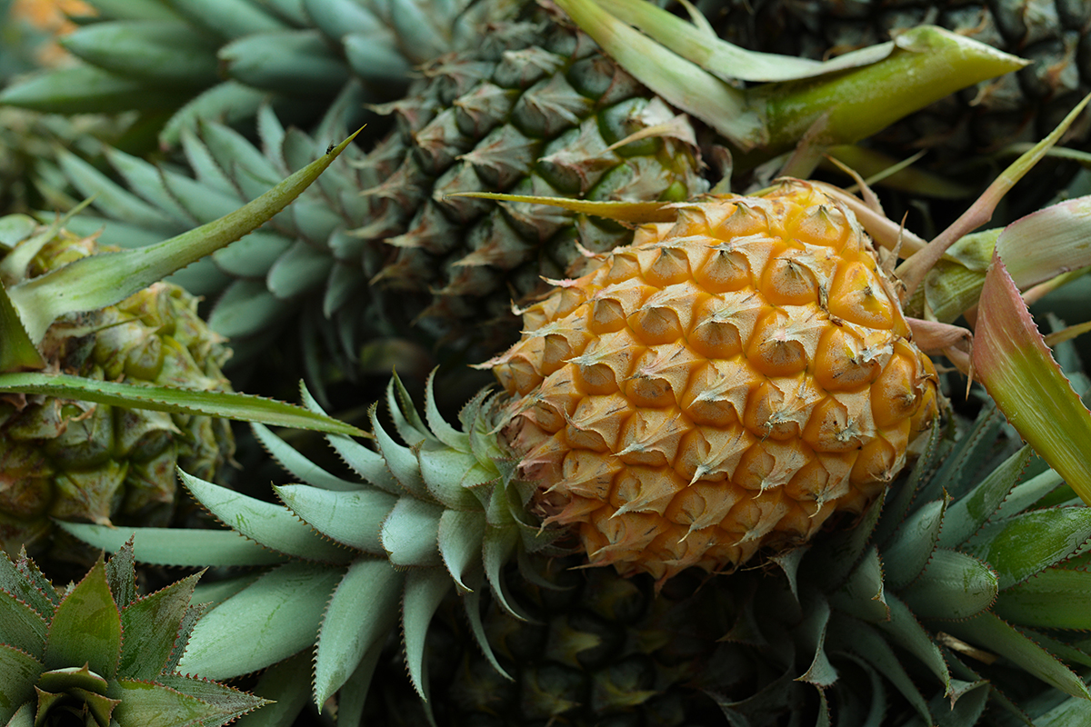 La piña panameña mantiene su presencia en el mercado internacional