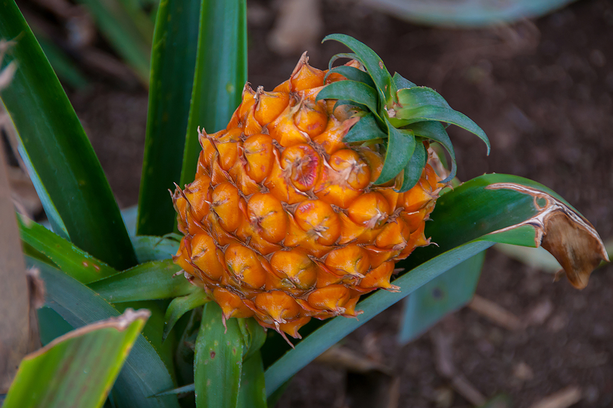 First commercial pineapples grown in Tennessee