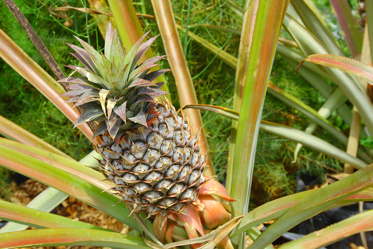 Malaysia targets US$425m pineapple exports by 2027