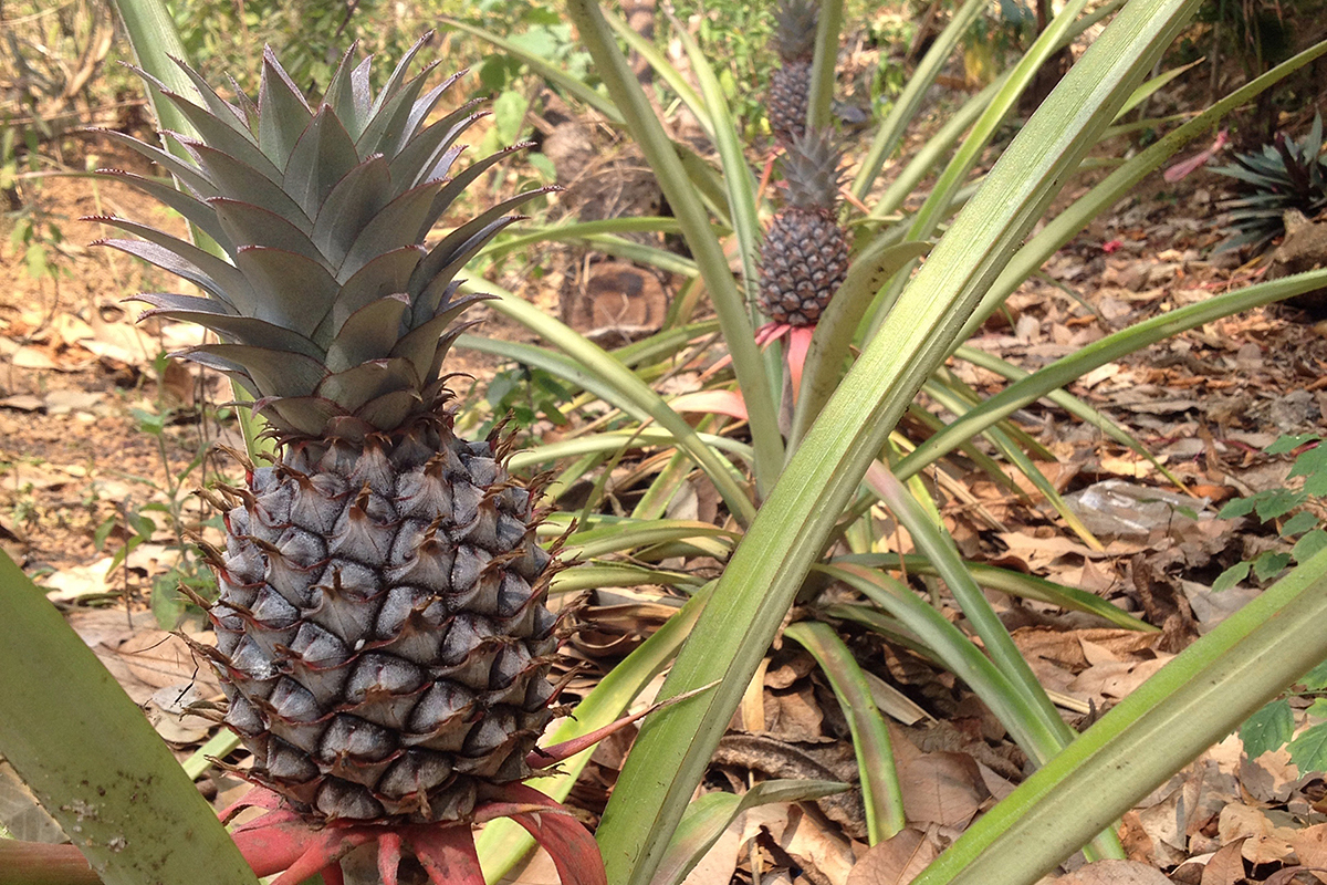Gene discovery boosts pineapple disease resistance