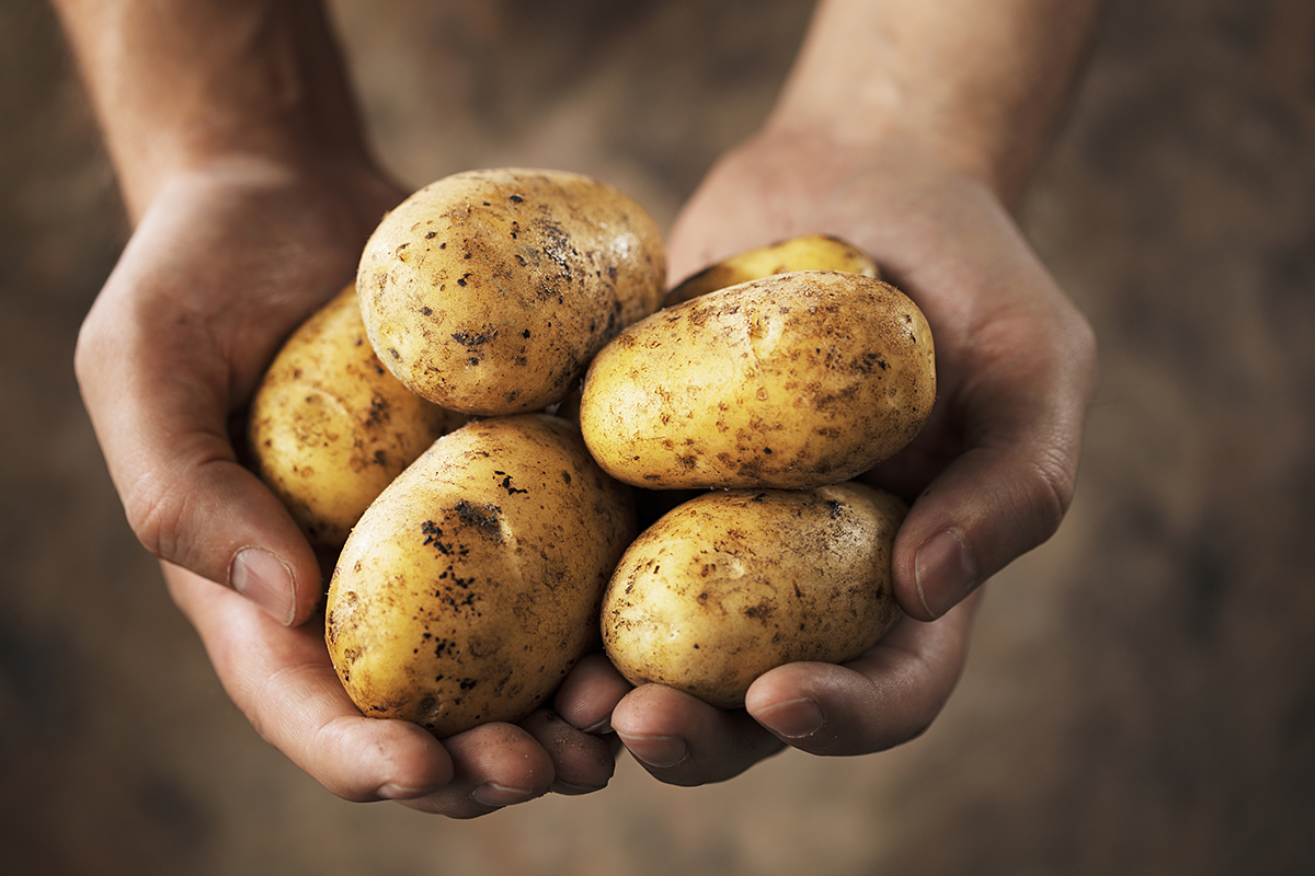 Wit-Rusland koploper in aardappelconsumptie: 170 kg per persoon per jaar