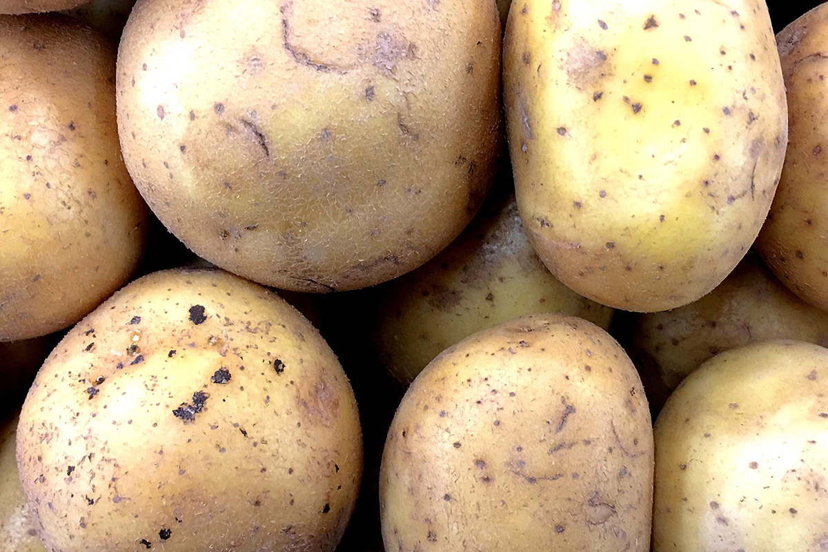 Confirmado en Andalucía un nuevo brote de la podredumbre parda de la patata