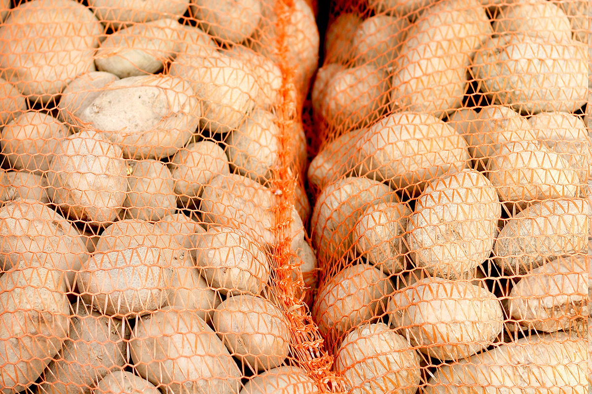 Dos investigadores estudian la historia de la llegada de la patata a ...