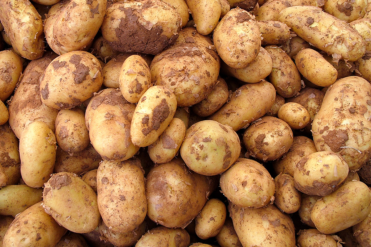 Bengal tackles rising potato and onion prices amid export concerns