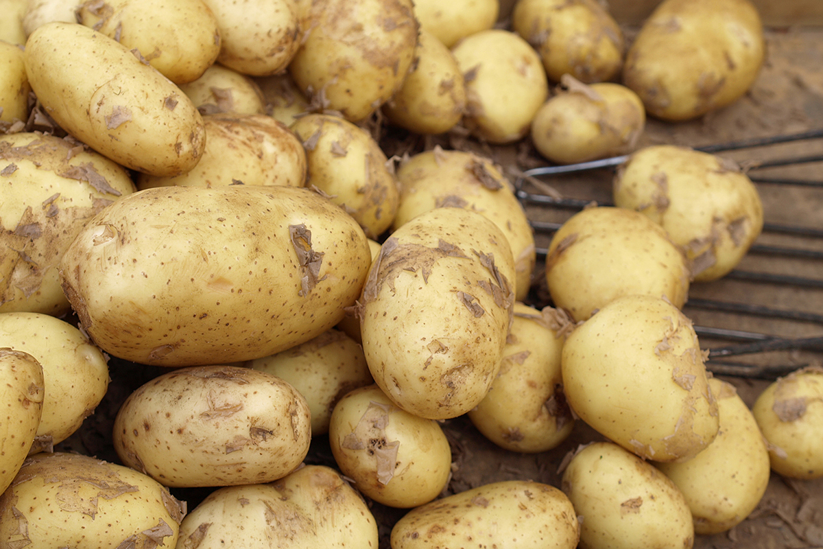 Belgium Clarebout strike over JR Simplot takeover