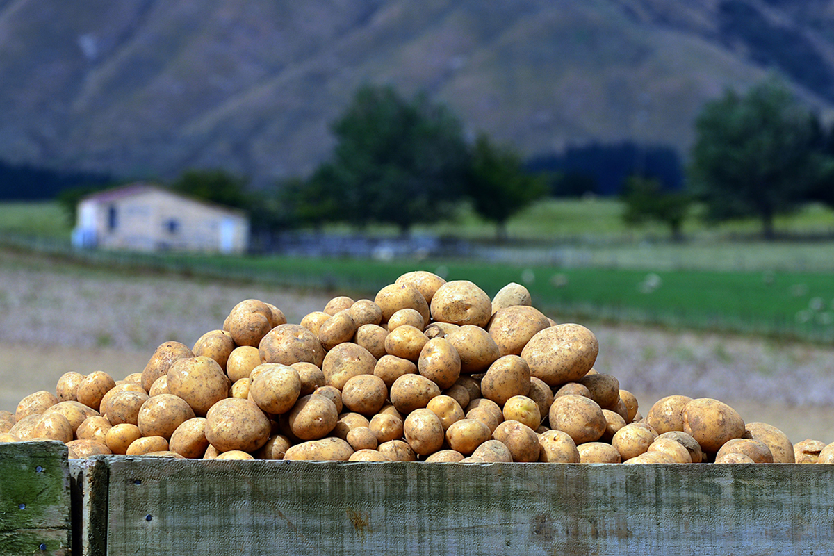 German potato harvest up as Belarus faces shortage