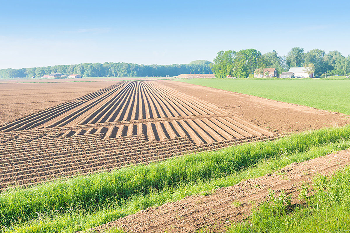 Castilla y León aumenta un 12,2% la superficie dedicada al cultivo de ...