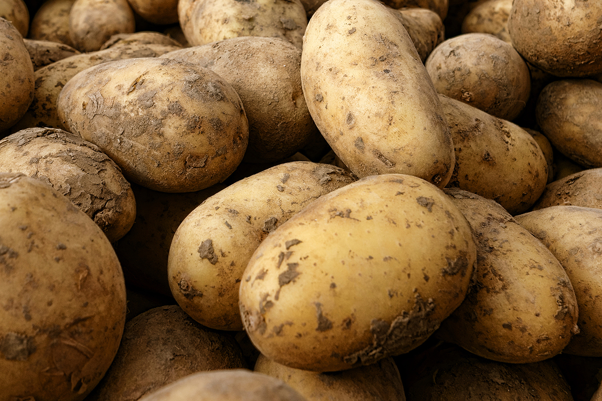 University of Maine's caribou russet potato gains traction