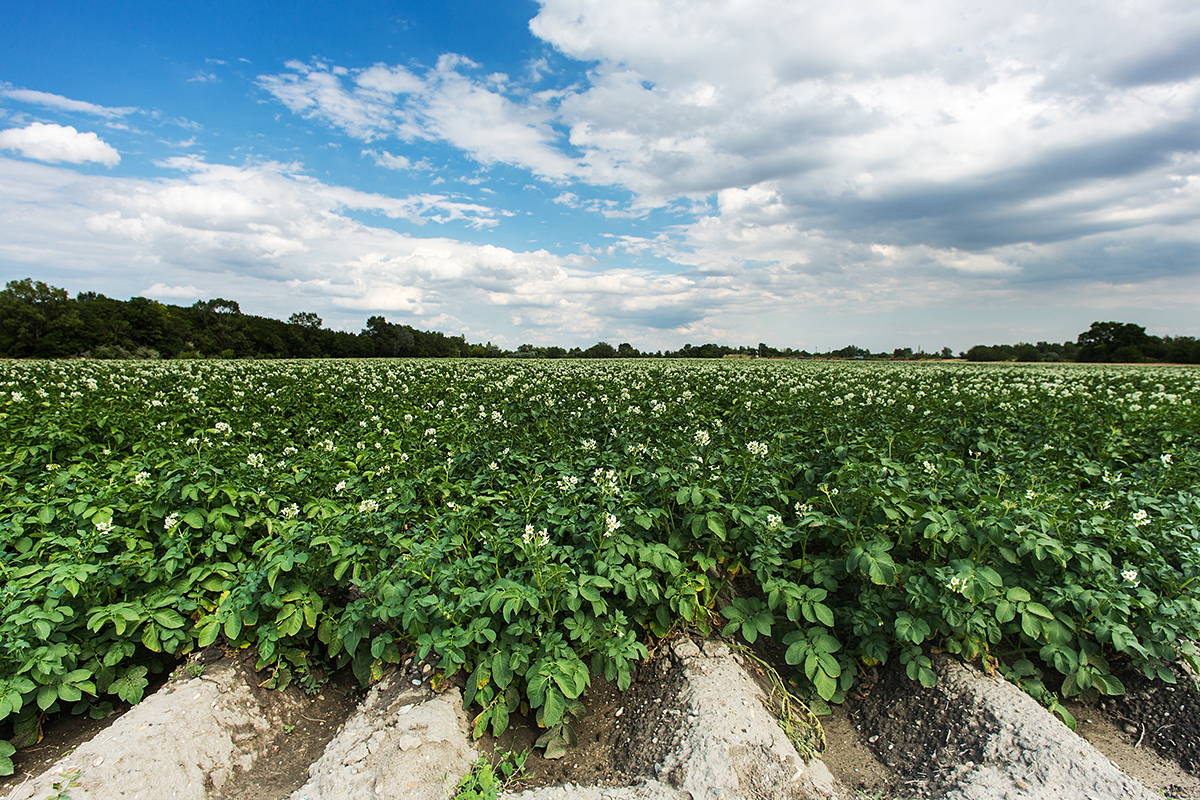 La campaña de patata arranca en Salamanca con precios bajos y cautela ...