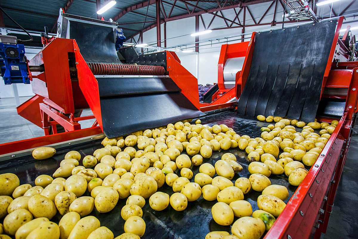 Global fresh potato demand shifts toward processed formats