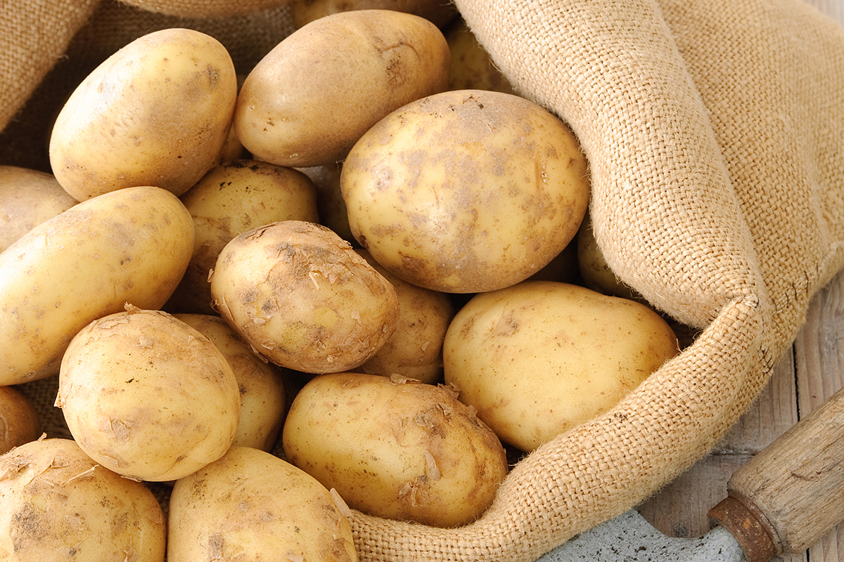 Agricultores de sa Pobla alertan del posible fin del cultivo de patata ...