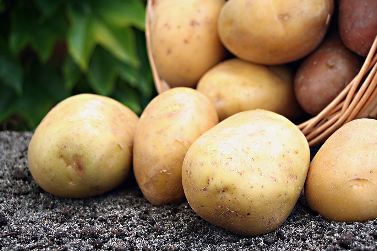 U.S. potato acreage forecast to decline slightly in 2025