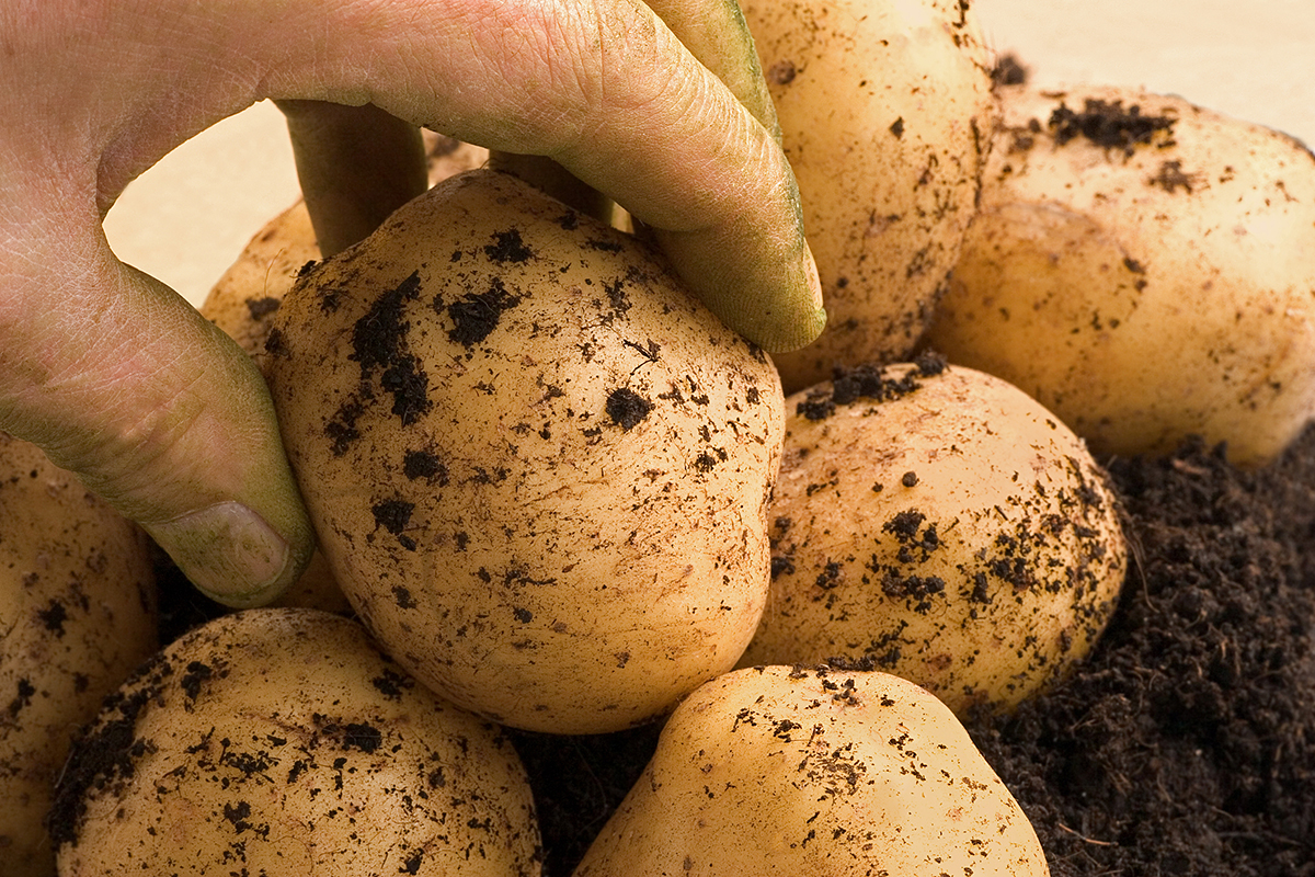 Canada updates potato wart response plan for 2025 crop