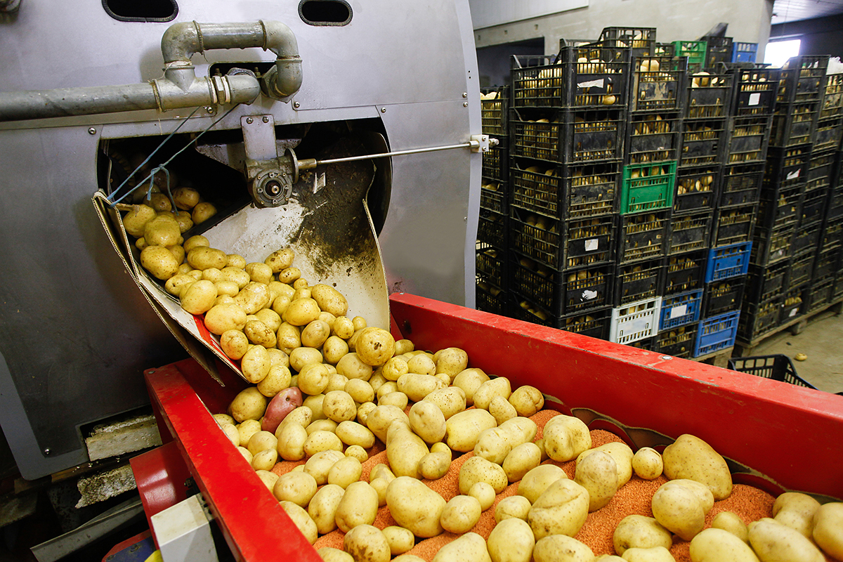 AI robot boosts potato sorting efficiency
