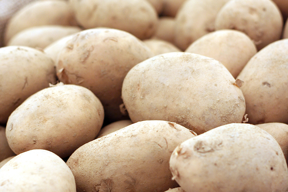 FAOSTAT 2024: Global potato production rises despite shrinking ...