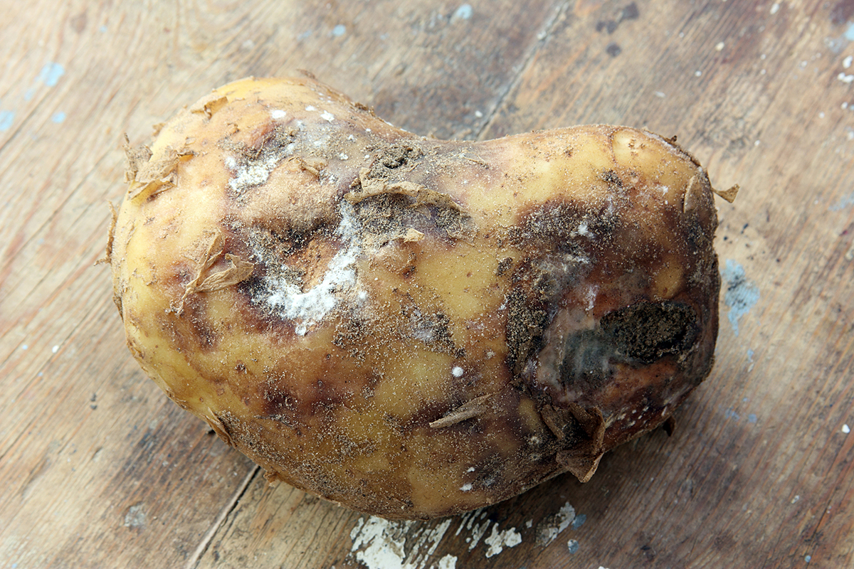 Russia continues to face challenges in potato storage