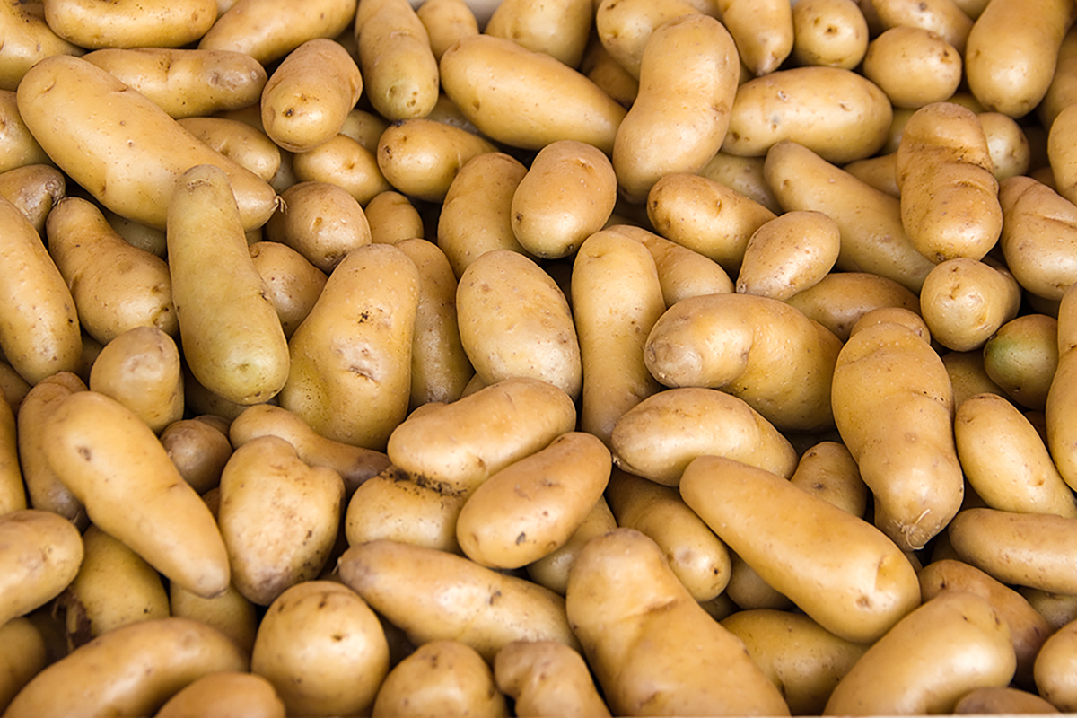 Pakistan rises in global potato production rankings